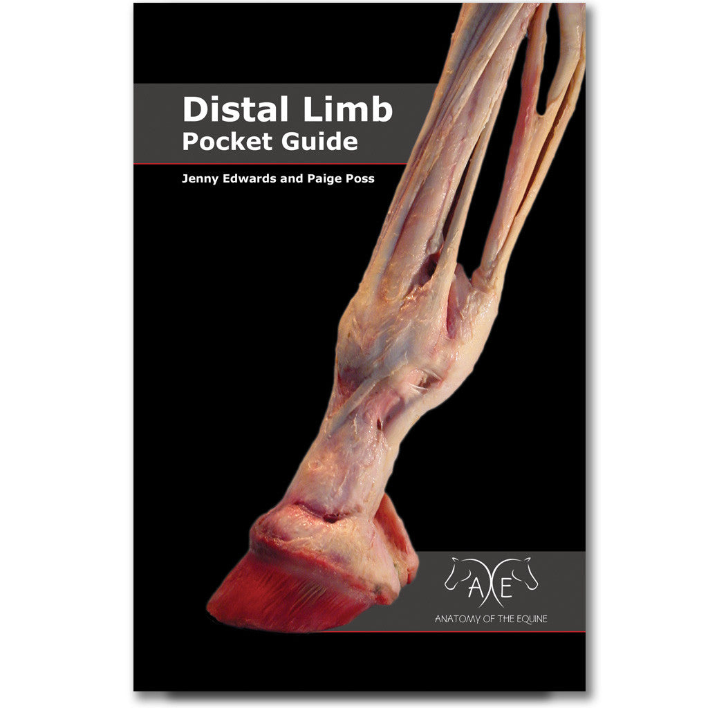 Equine Lower Limb Anatomy The Anatomy Of The Equine Lower Limb Chart